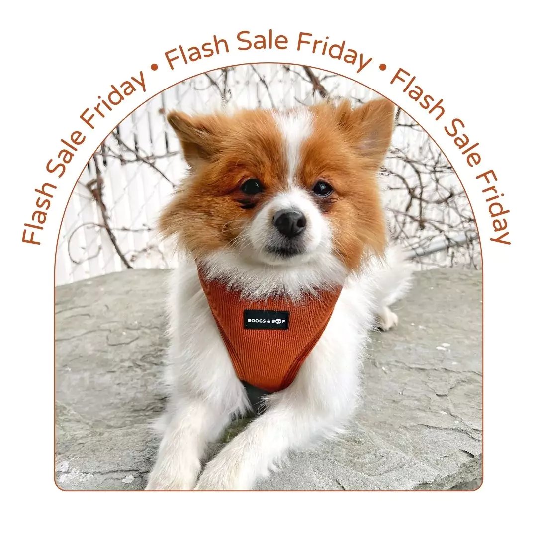 Flash Sale Friday | Boogs & Boop
